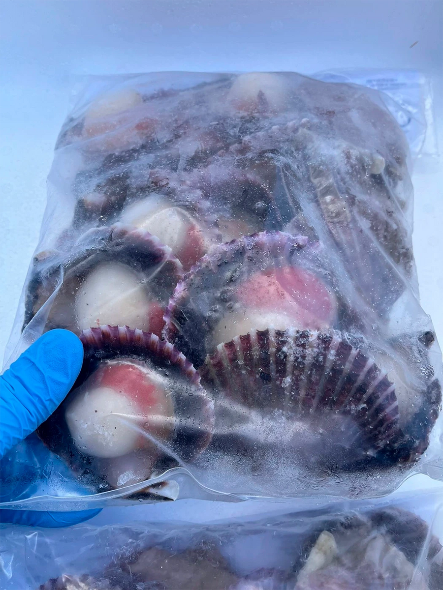 Ostión Media Concha 20/30 U/KG "B" Bolsa 1 KG. – Salmon Marketplace